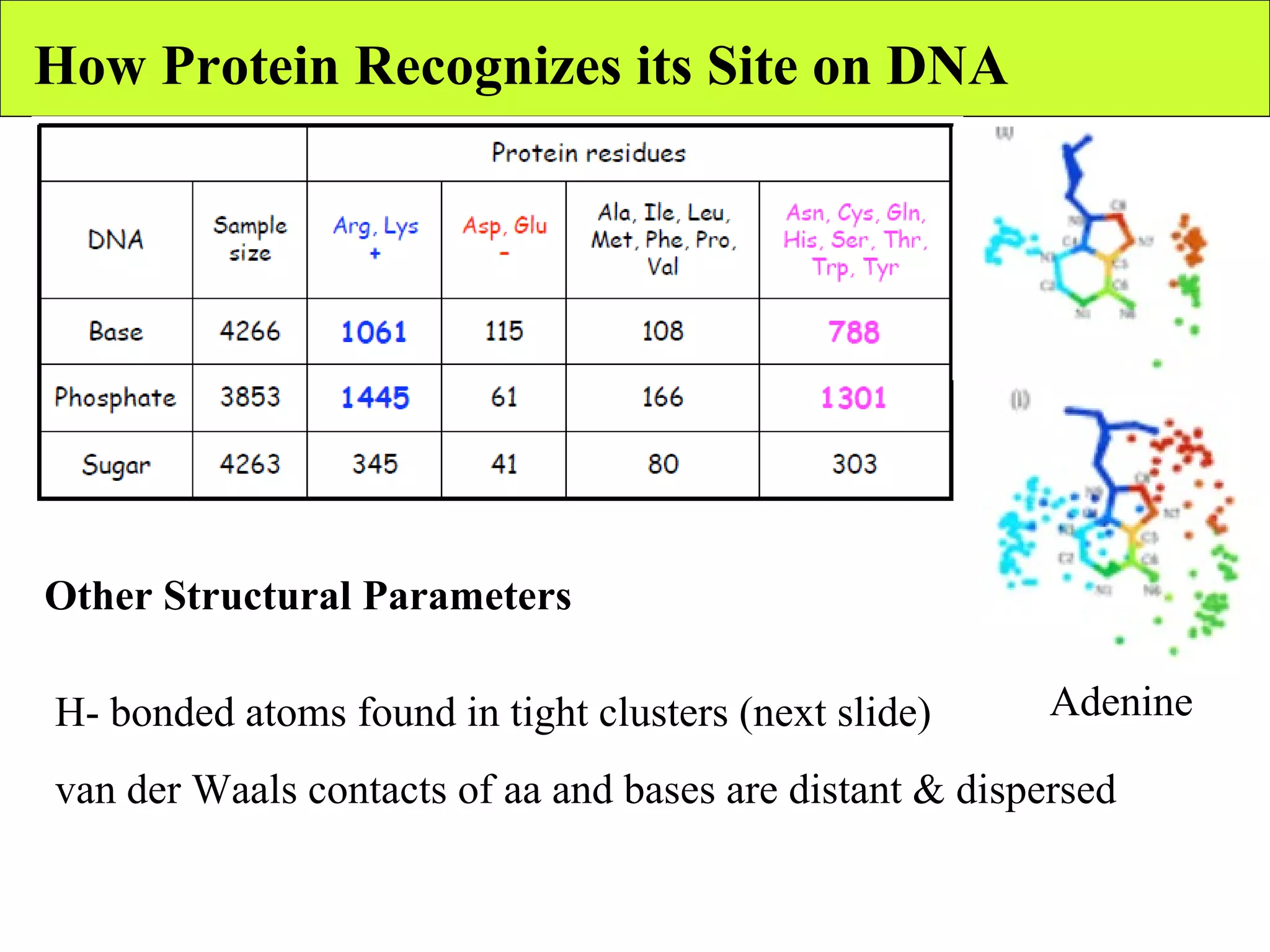 Protein dna interaction | PPT | Chemistry | Science
