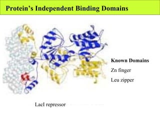 Protein dna interaction | PPT