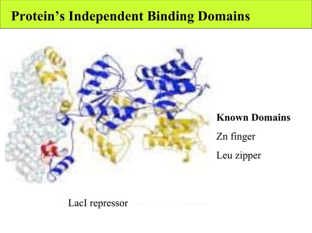Protein dna interaction | PPT | Chemistry | Science