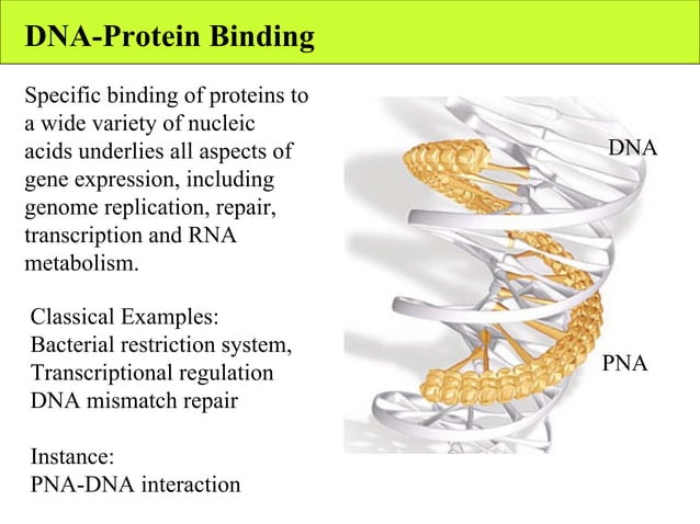 Protein dna interaction | PPT | Chemistry | Science