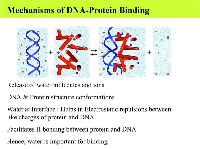 Protein dna interaction | PPT | Chemistry | Science
