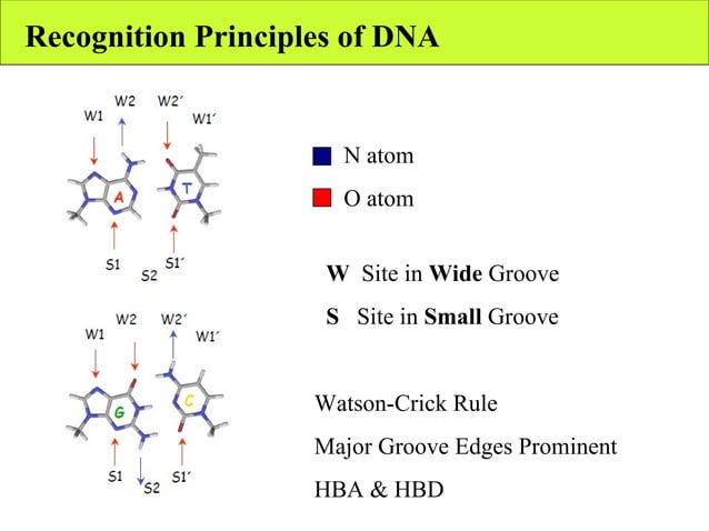 Protein dna interaction | PPT | Chemistry | Science