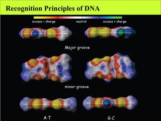 Protein dna interaction | PPT