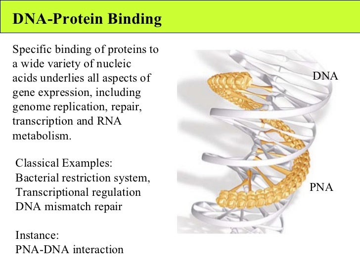 Protein dna interaction