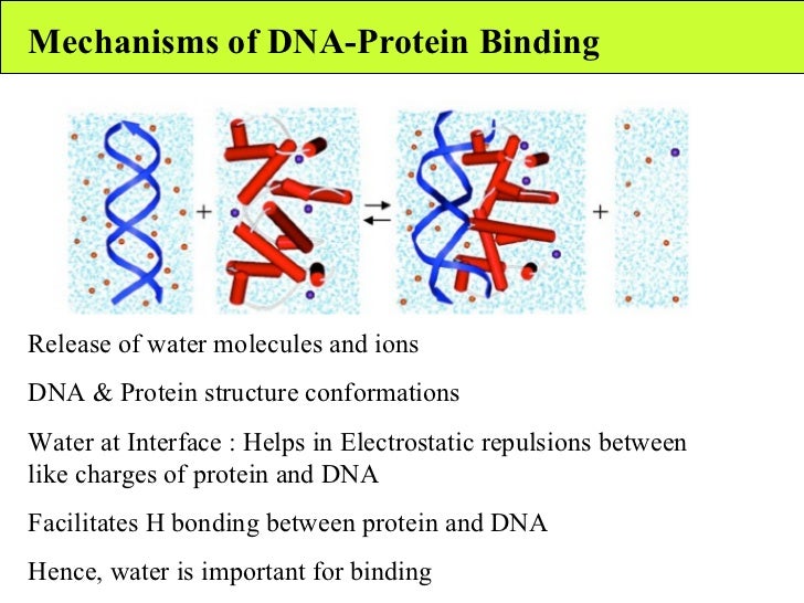 Protein dna interaction