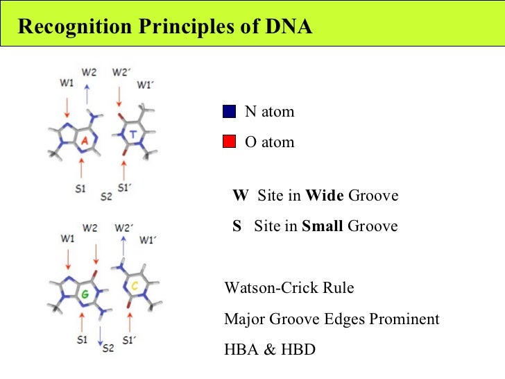 Protein dna interaction