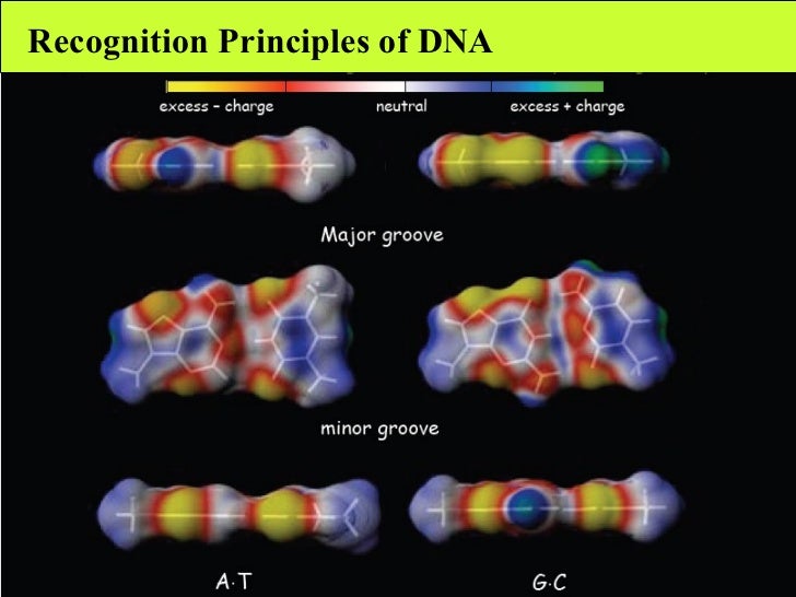 Protein dna interaction