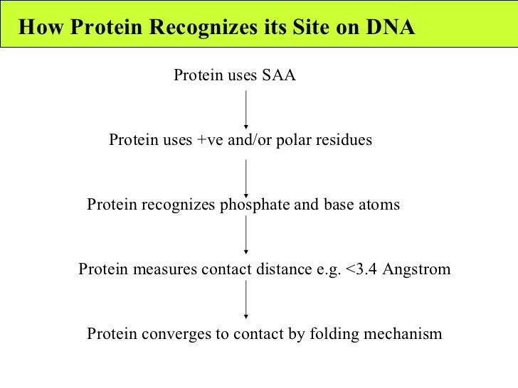 Protein dna interaction