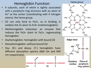 Protein Function | PPT