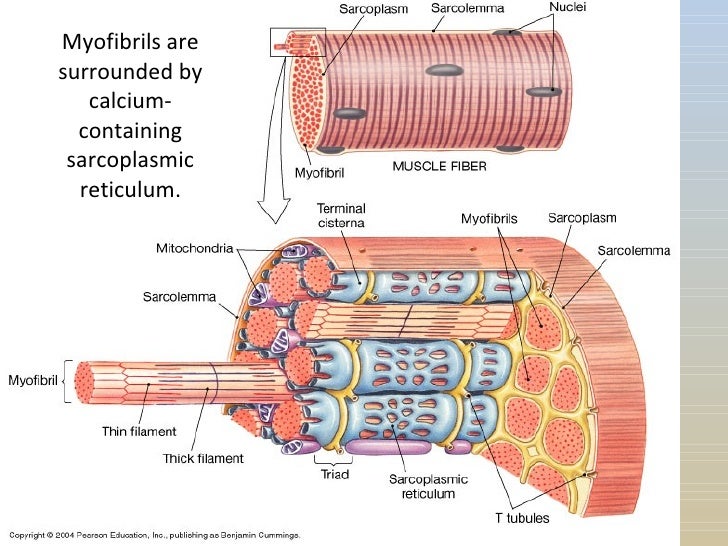 Protein Function