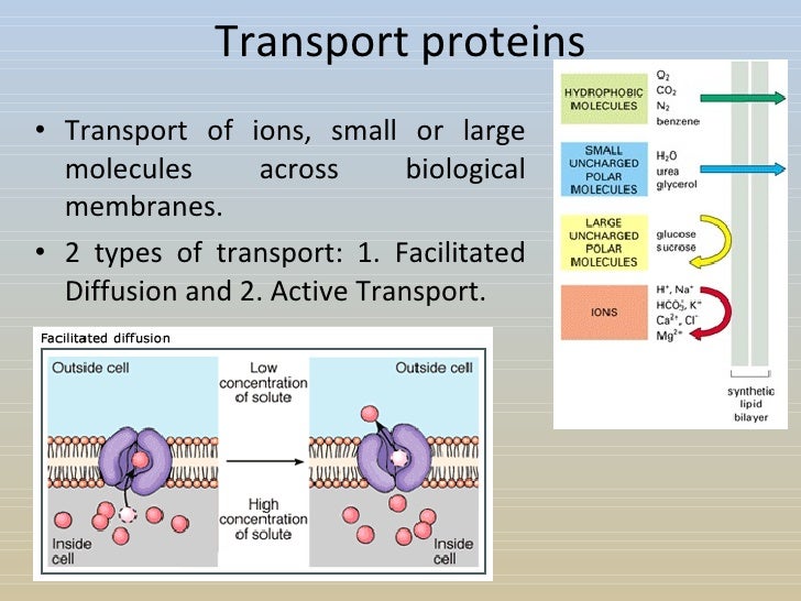 Proteins Function