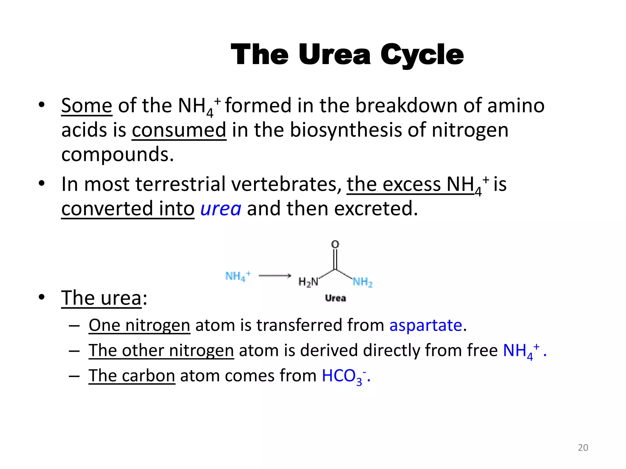 Protein-Metabolism.ppt