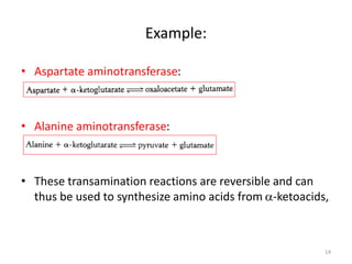 Protein-Metabolism.ppt