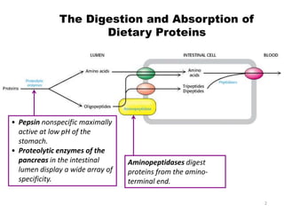 Protein-Metabolism.ppt