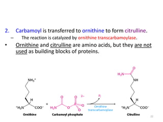 Protein-Metabolism.ppt