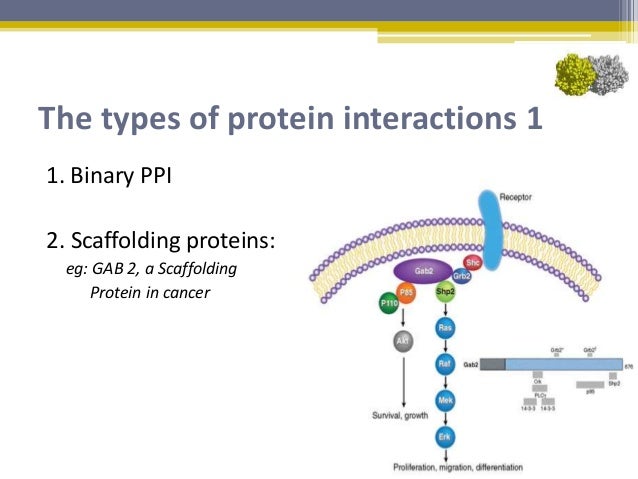 Protein Protein Interaction Ppi
