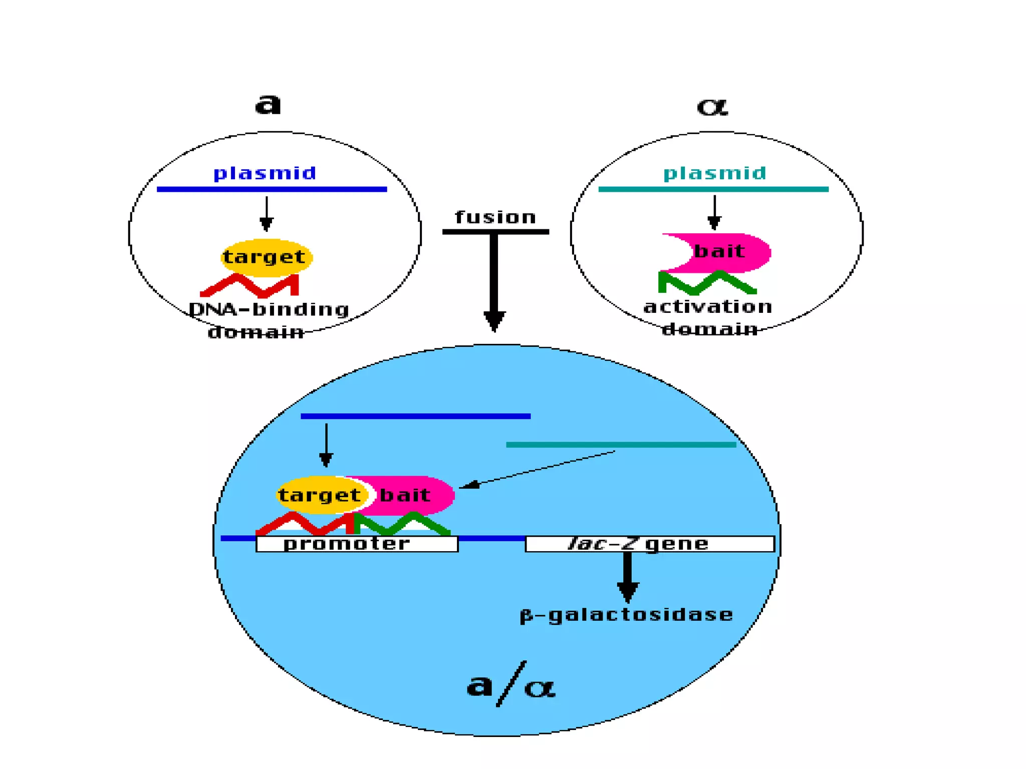 Protein protein interactions | PPTX