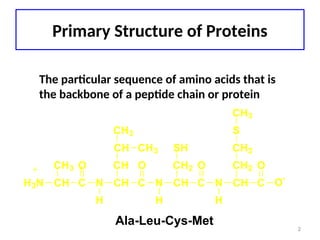 protein-structure.ppt protein structures | PPT