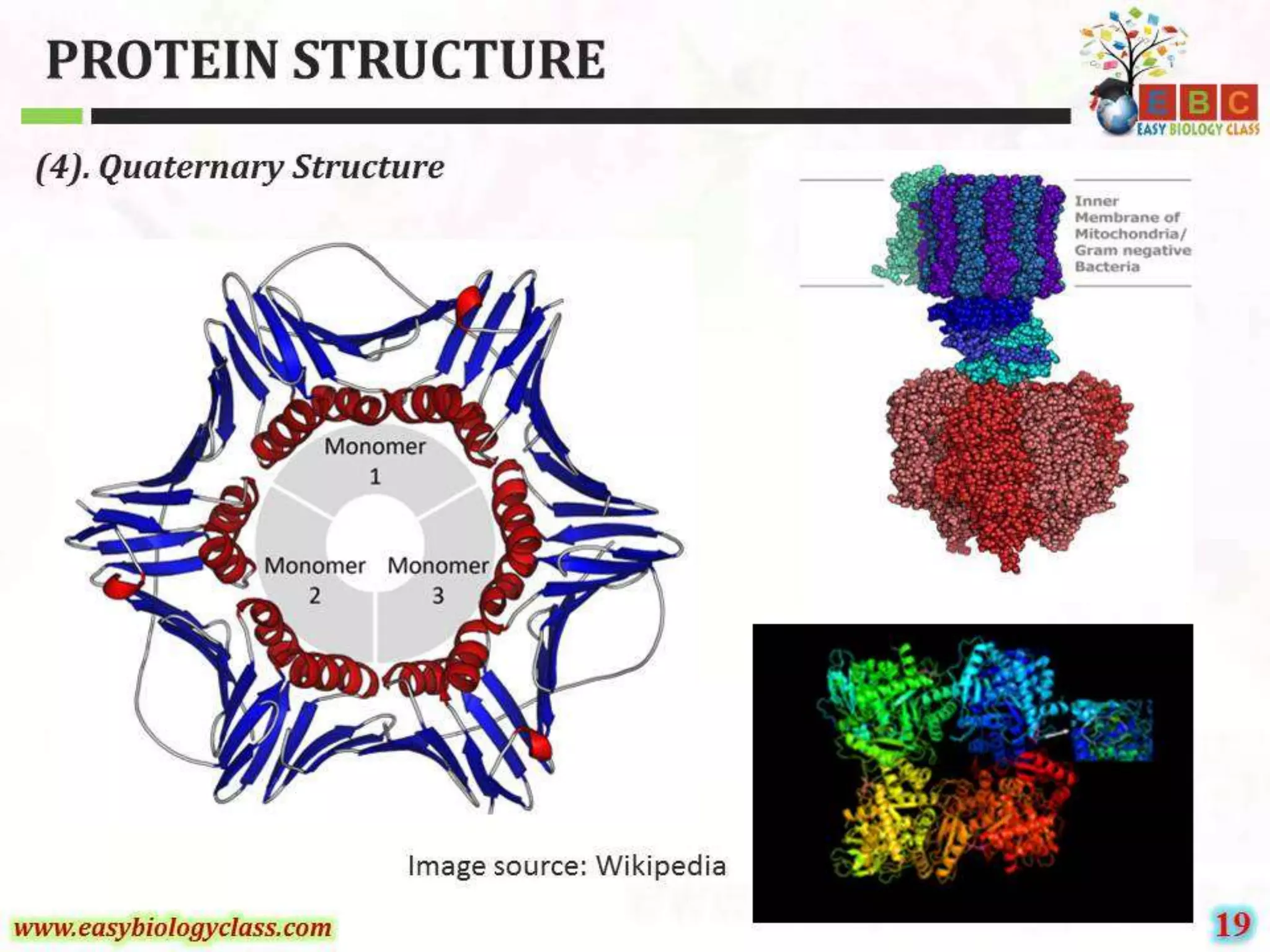Protein structure-ppt-by-easybiologyclass | PPT