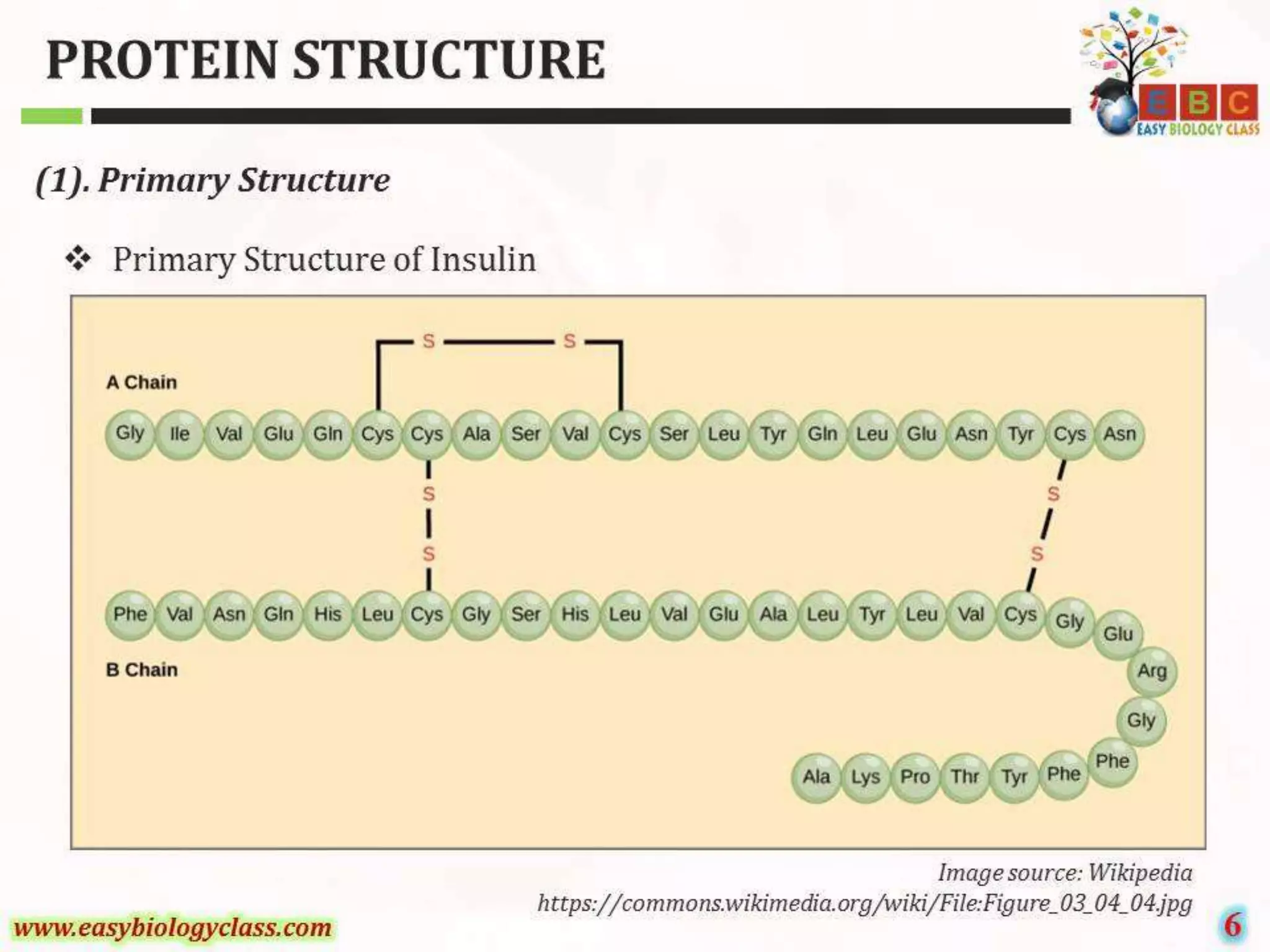 Protein structure-ppt-by-easybiologyclass | PPTX
