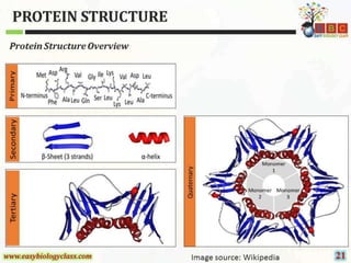 Protein structure-ppt-by-easybiologyclass | PPT