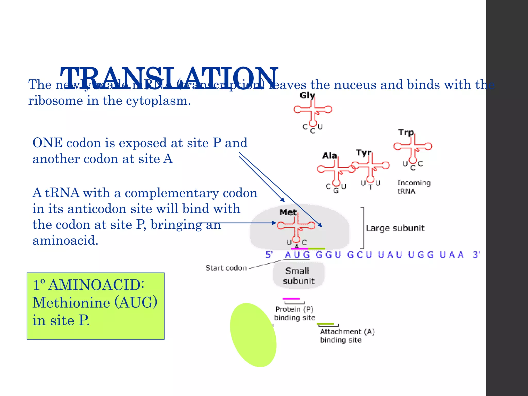 protein-synthesis.ppt