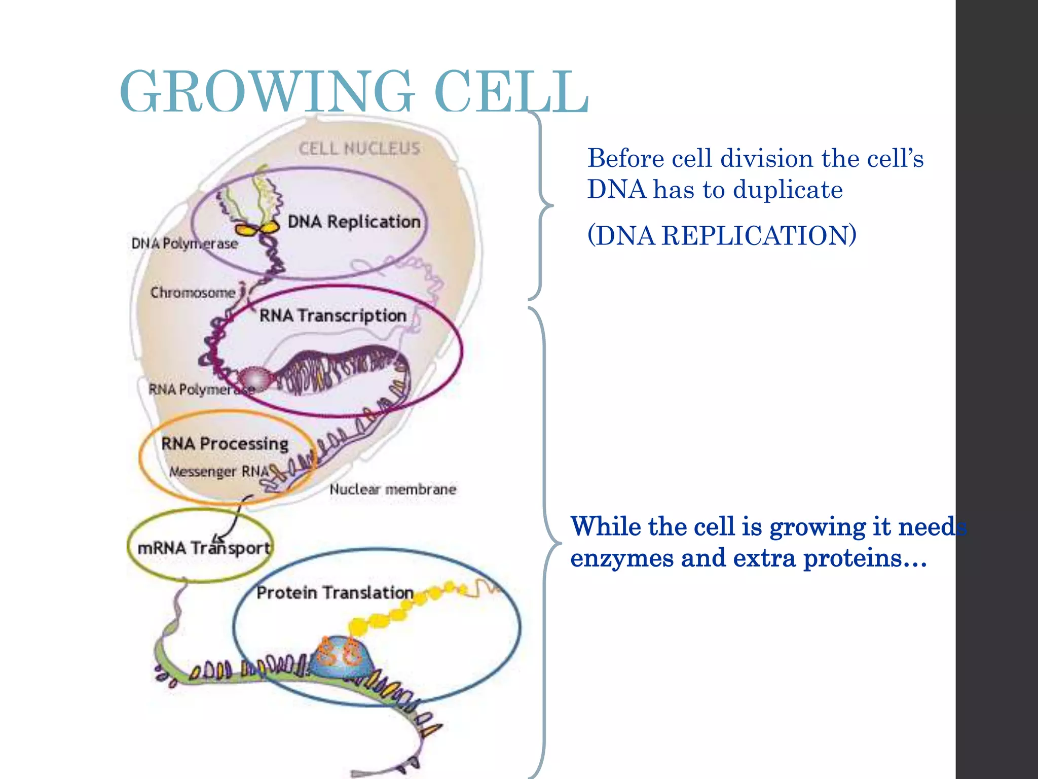 protein-synthesis.ppt