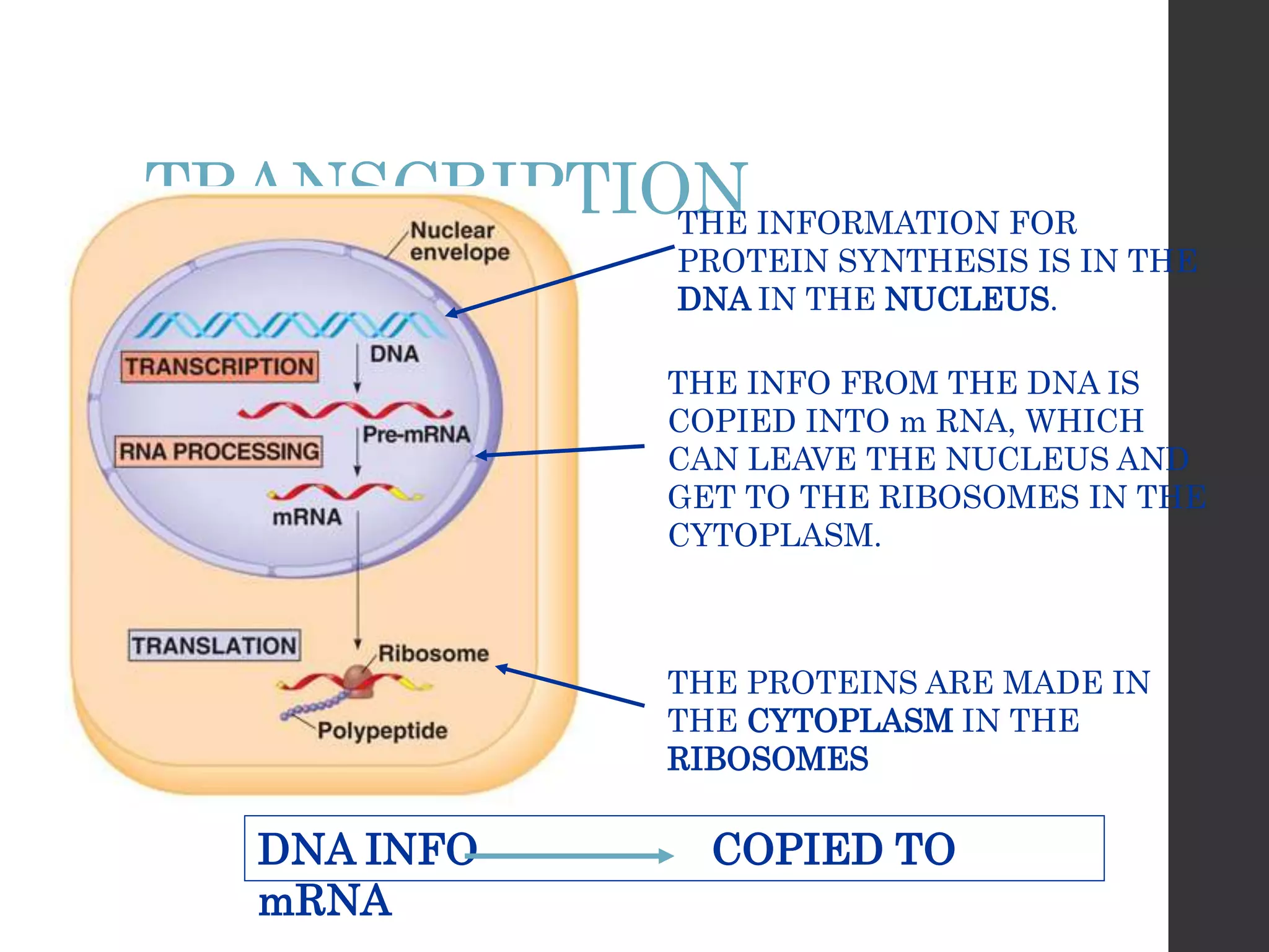 protein-synthesis.ppt