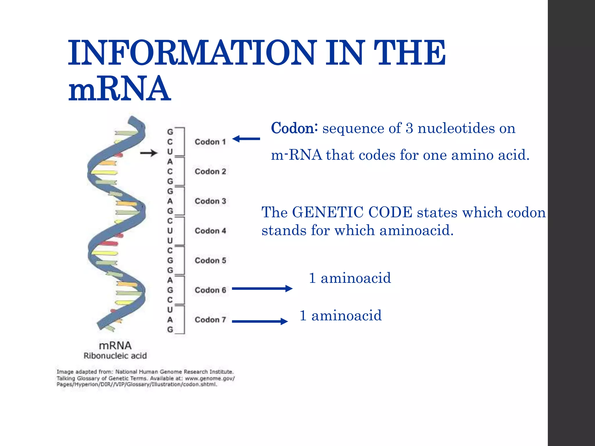 protein-synthesis.ppt