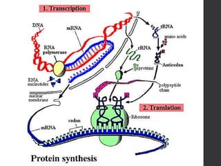 protein-synthesis.ppt