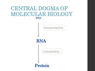 protein-synthesis.ppt