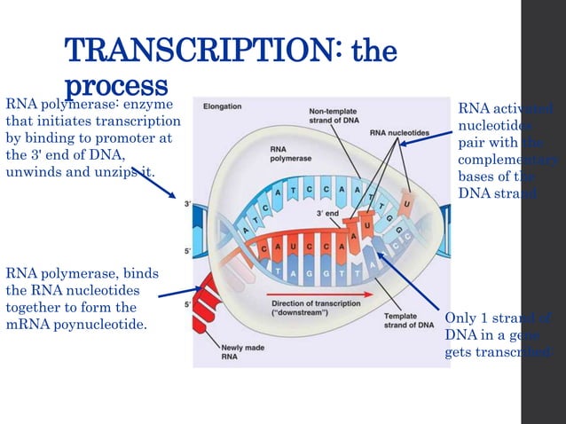 protein-synthesis.ppt | Programming Languages | Computing