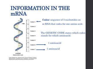 protein-synthesis.ppt