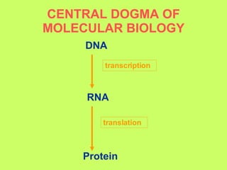 Protein Synthesis | PPT
