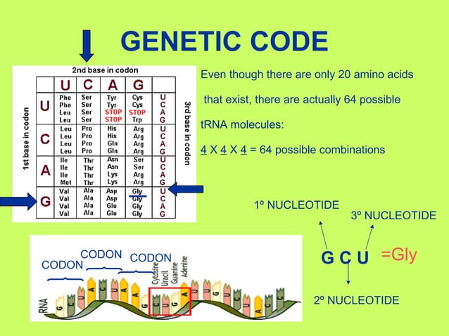 Protein Synthesis