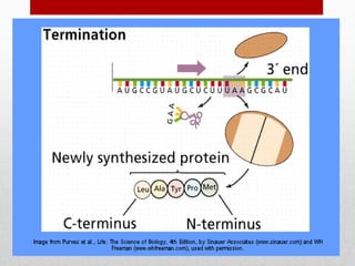 Protein synthesis | PPTX