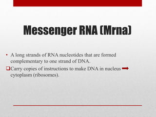 Protein synthesis | PPT