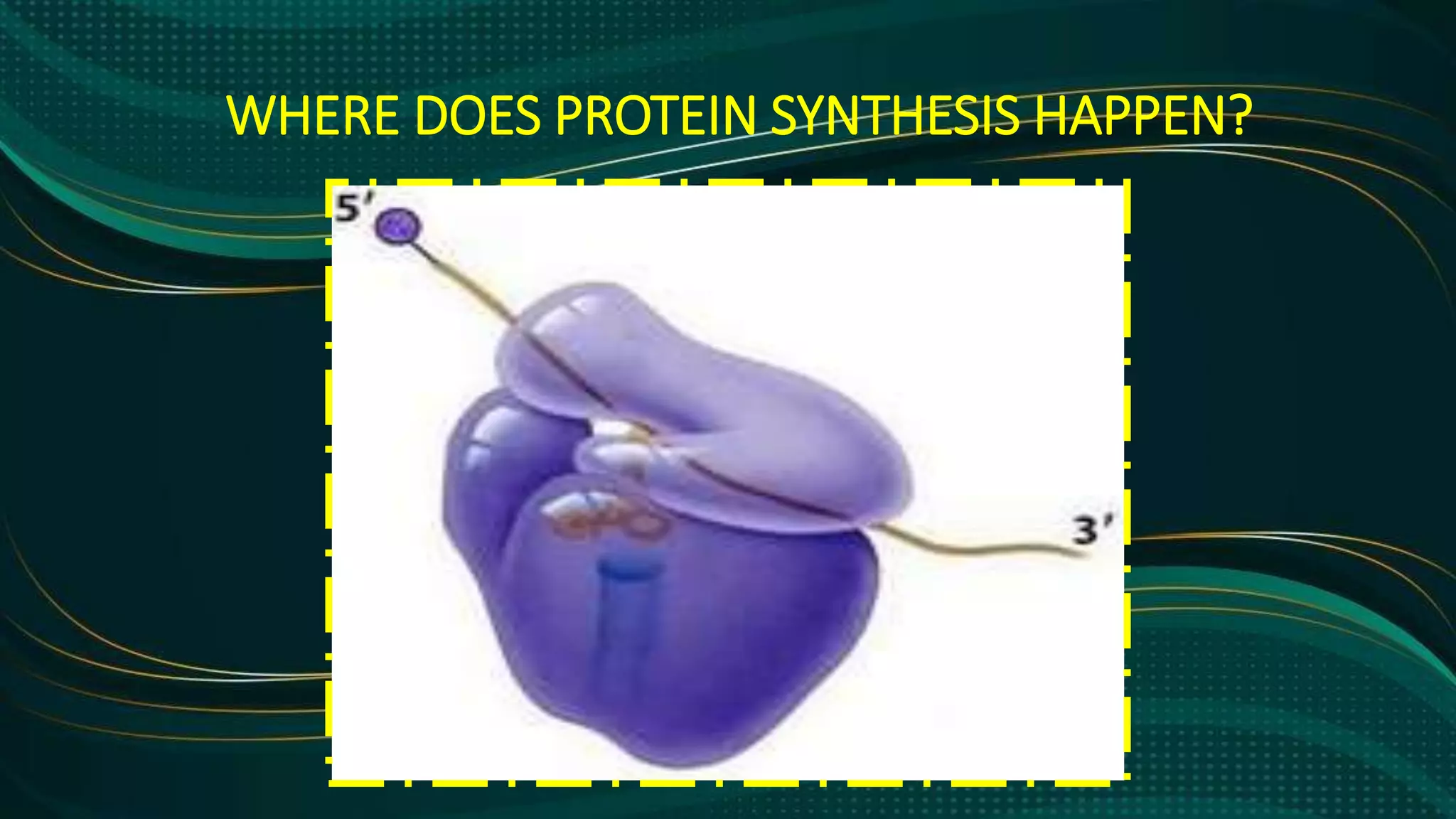 Protein-Synthesis.pptx