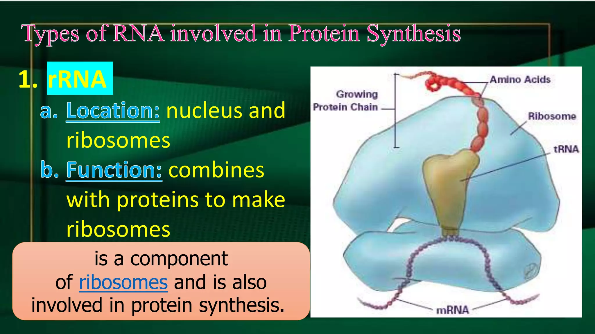 Protein-Synthesis.pptx