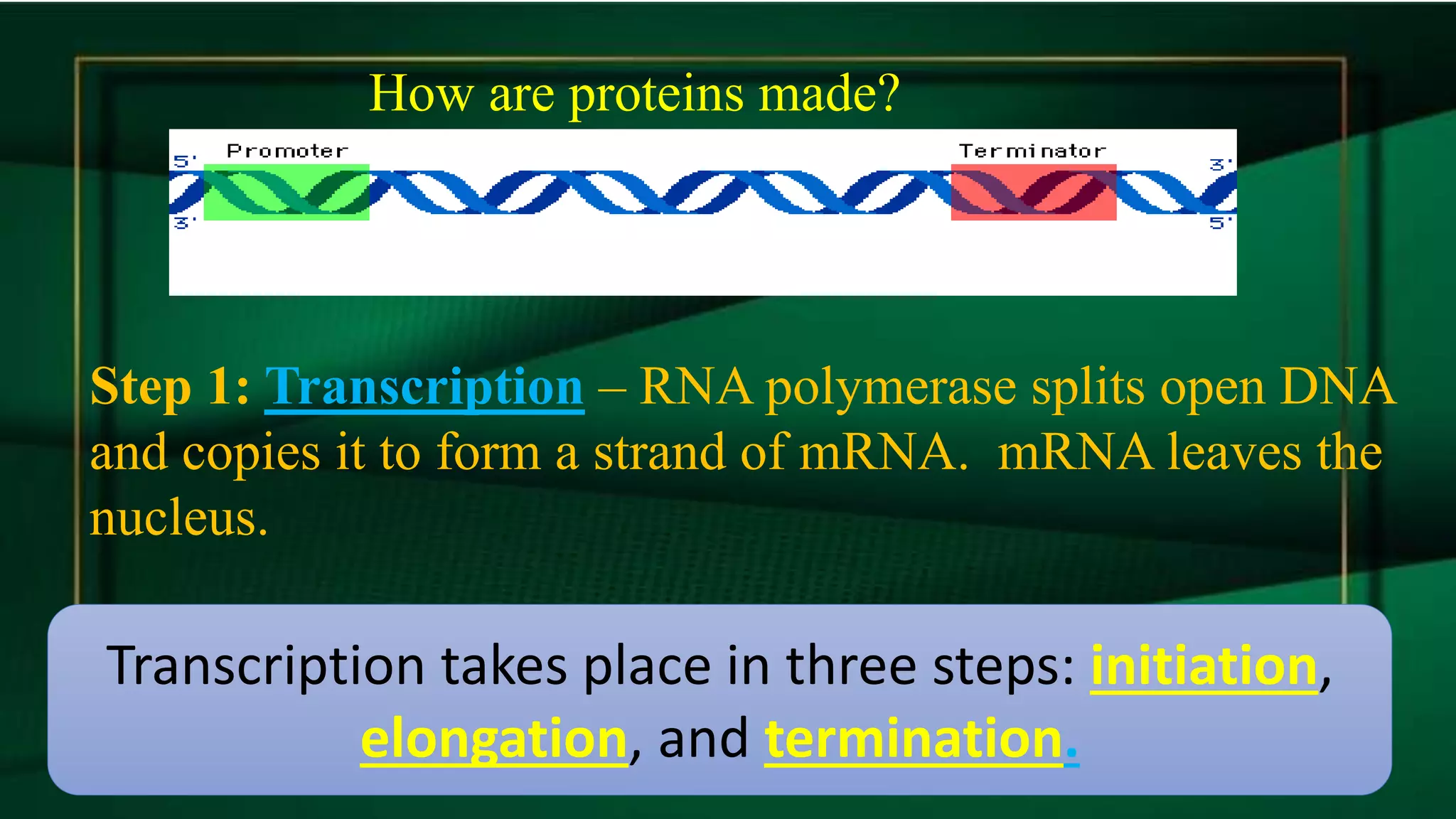 Protein-Synthesis.pptx