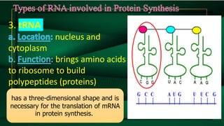 Protein-Synthesis.pptx