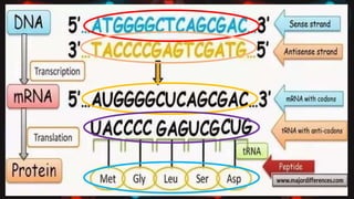 Protein-Synthesis.pptx