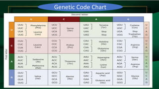 Protein-Synthesis.pptx