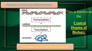Protein-Synthesis.pptx
