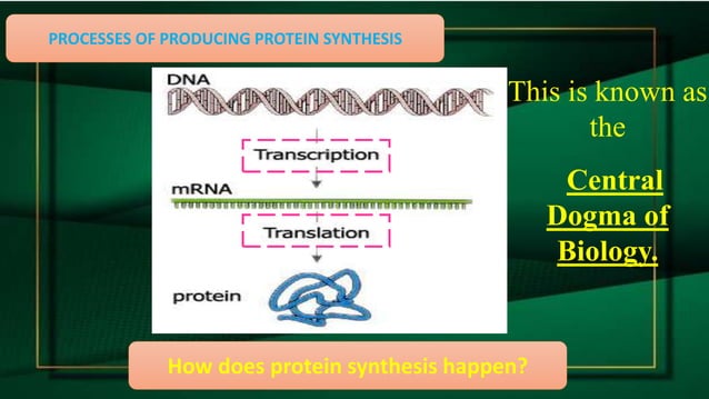 Protein-Synthesis.pptx
