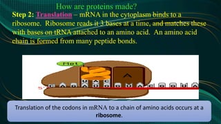 Protein-Synthesis.pptx