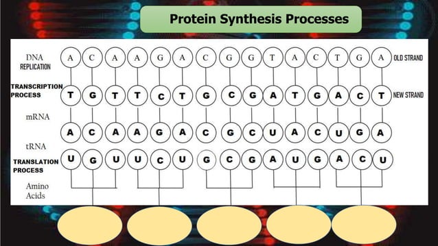 Protein-Synthesis.pptx
