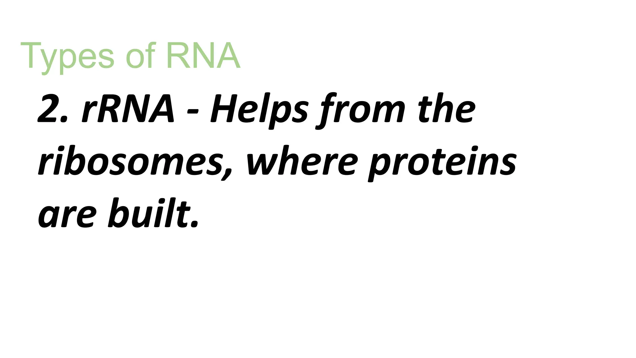 Protein-Synthesis-Cell-Division-PPT-1.pptx