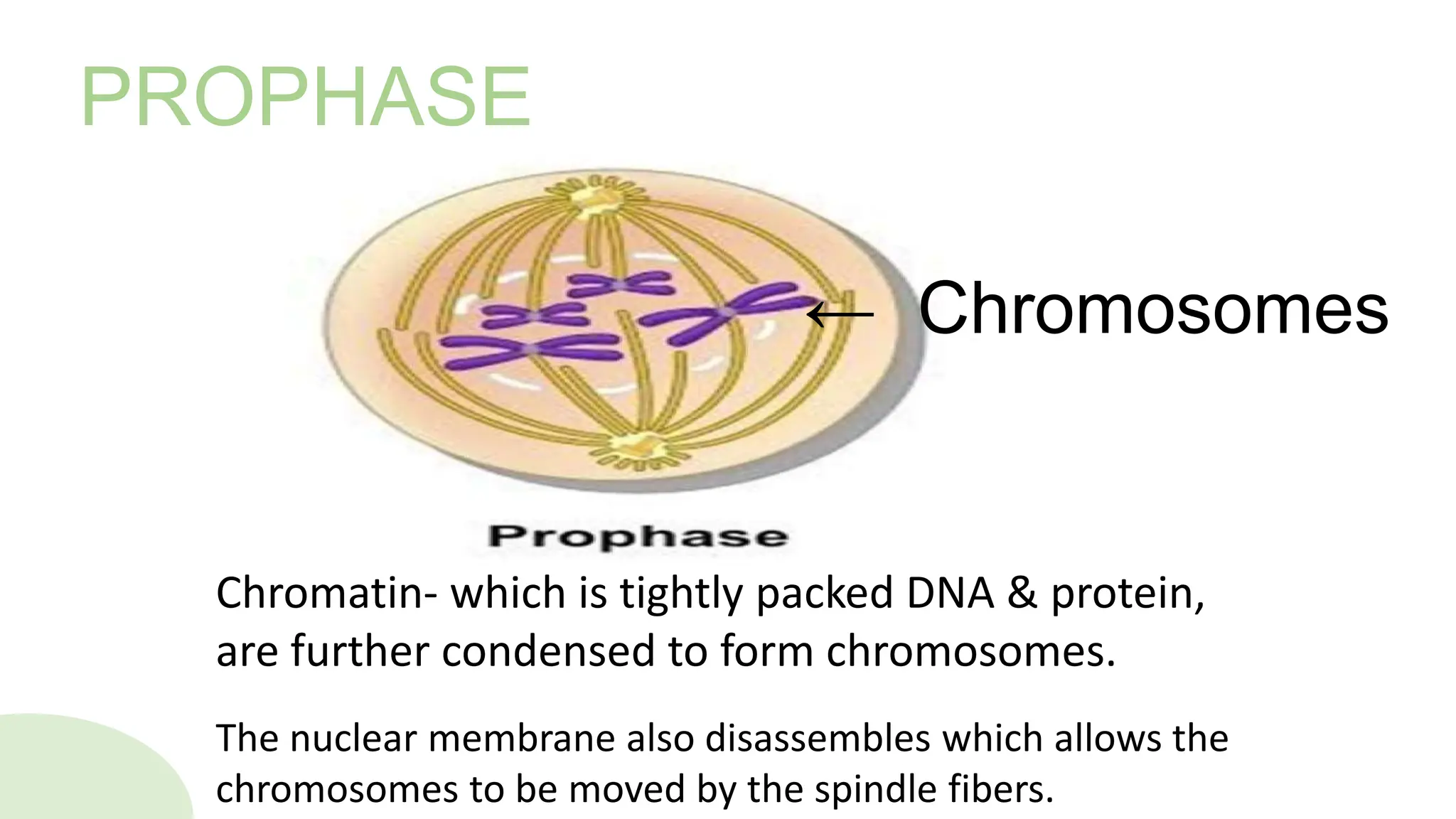 Protein-Synthesis-Cell-Division-PPT-1.pptx