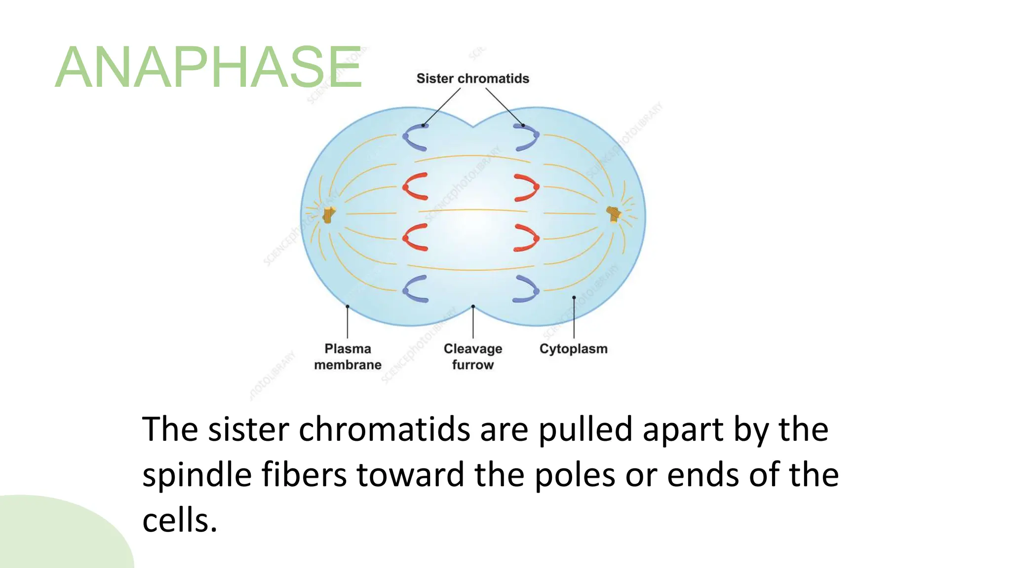 Protein-Synthesis-Cell-Division-PPT-1.pptx